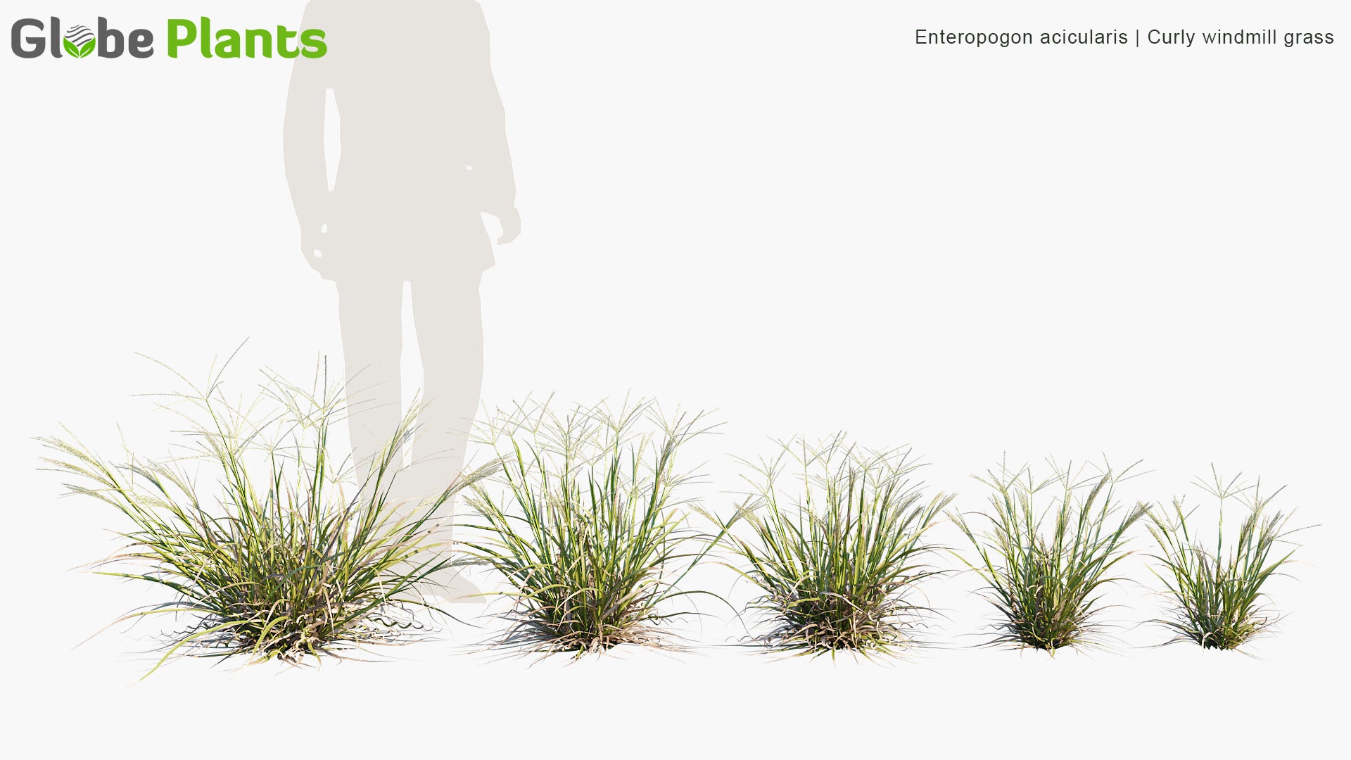 High Poly | Enteropogon Acicularis (Curly Windmill Grass) 3D Model