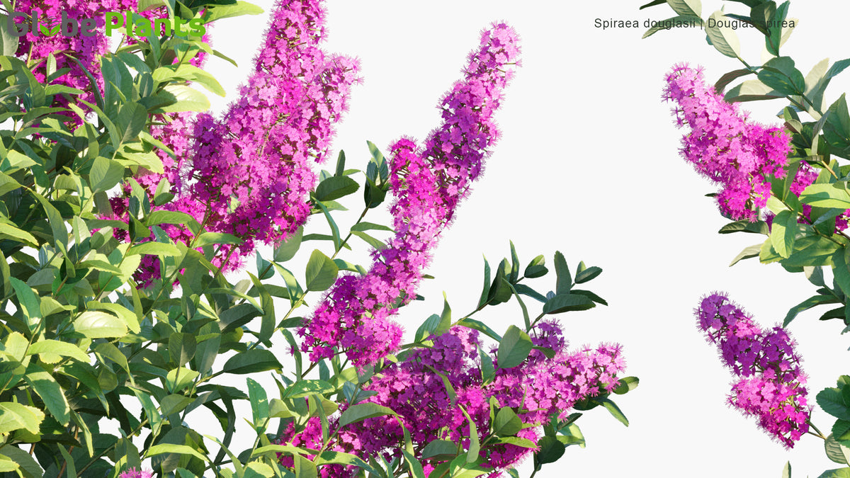 Spiraea Douglasii - Hardhack, Hardhack Steeplebush 3D Model