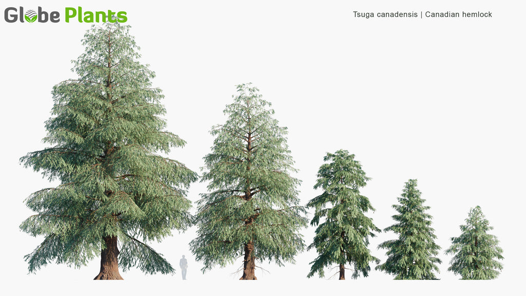 Types Of Hemlock Trees Biological Control For Hemlock Woolly Adelgid: