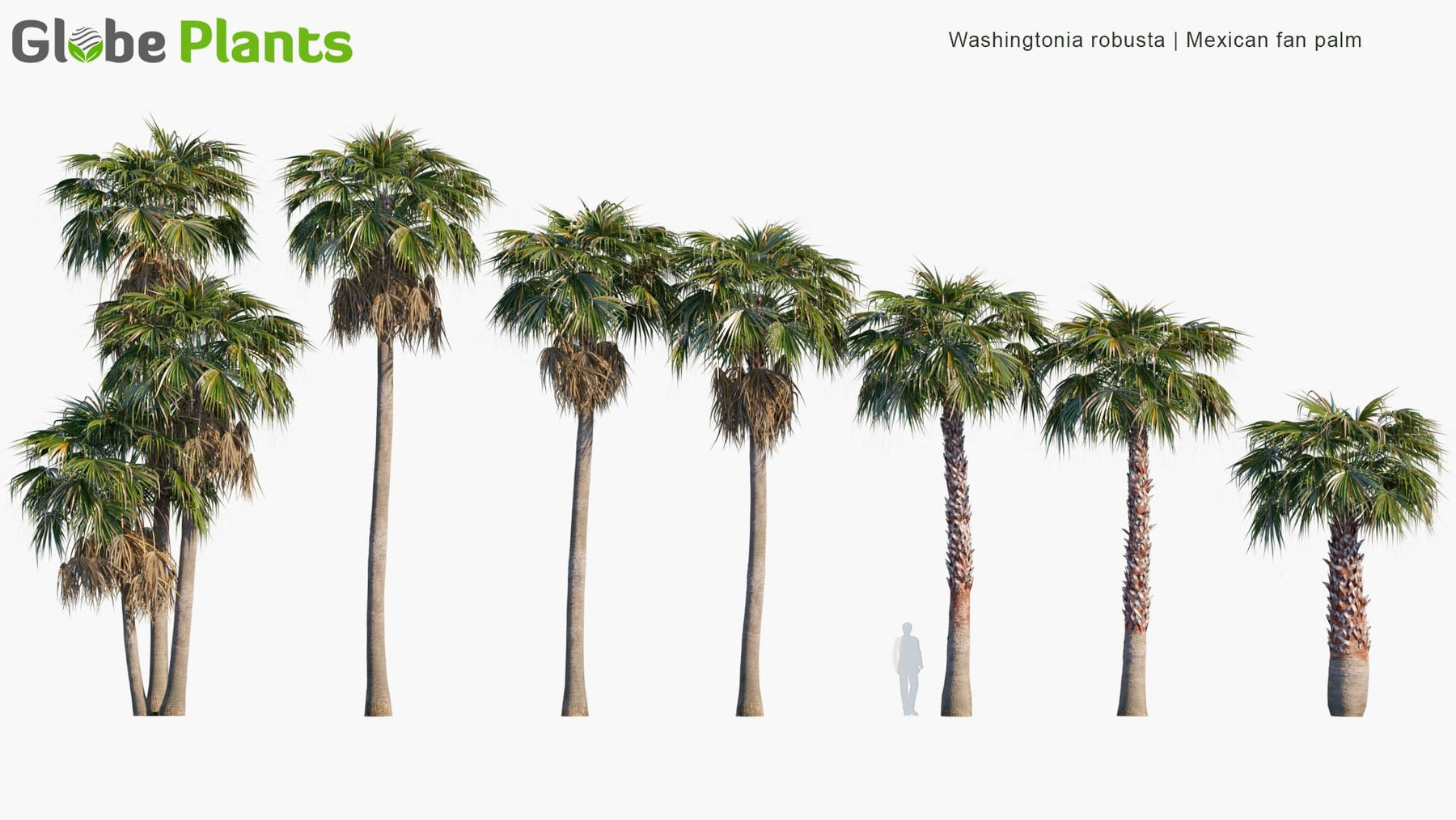 3D Plant Models Library | Photorealistic VR & CG Plants | Globe Plants