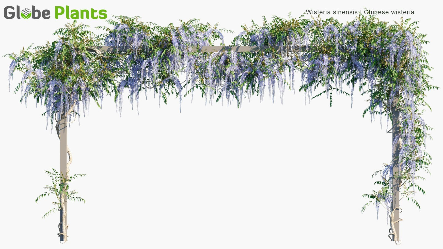 High Poly | Wisteria Sinensis (Chinese Wisteria) 3D Model