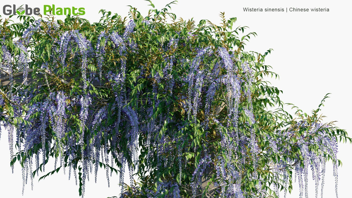 High Poly | Wisteria Sinensis (Chinese Wisteria) 3D Model