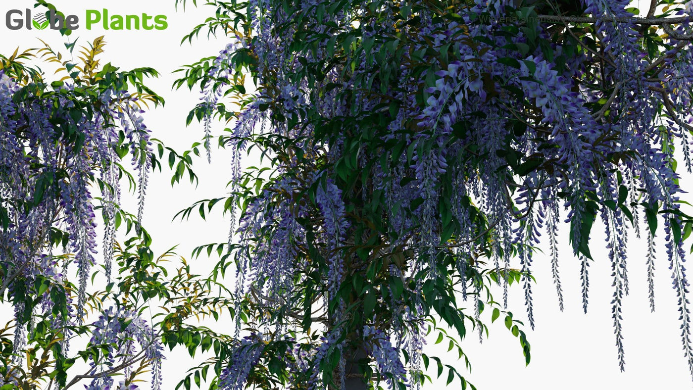 High Poly | Wisteria Sinensis (Chinese Wisteria) 3D Model
