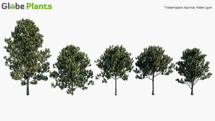 High Poly | Tristaniopsis Laurina (Water Gum) 3D Model - GlobePlants